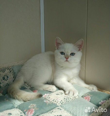 Девочка ny11 33