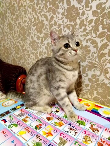 Британская Элис