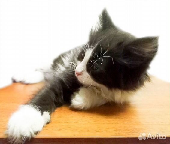 Маленький котя-мальчик ищет семью