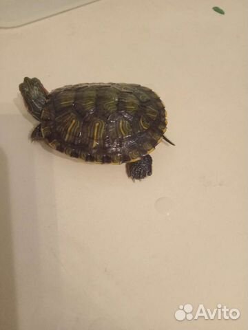 Красноухая черепаха бесплатно