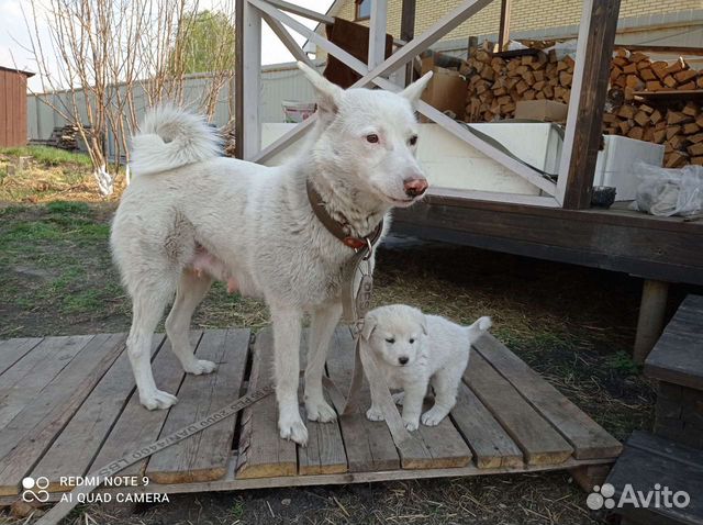 Щенок лайки