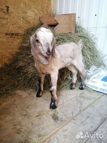 Англо-нубийский 100 козлик