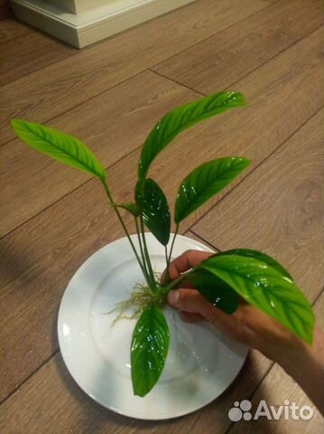 Анубиас аквариумный