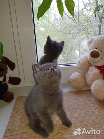 Шотландсие котята