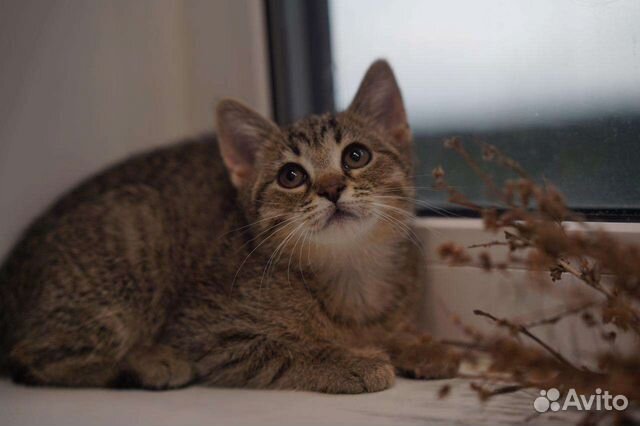 Полосатики и Чернуля