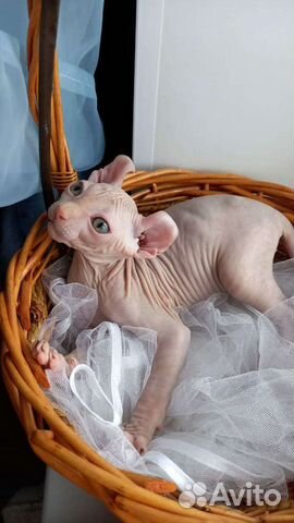 Канадский сфинкс эльф котенок