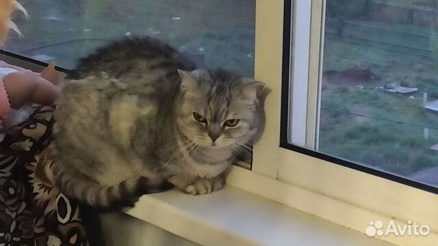 Найдена кошка британка