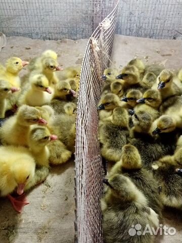 Гусята Недельные Цыплята суточные