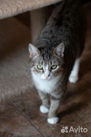 Ласковая кошка Сьюзи в дар