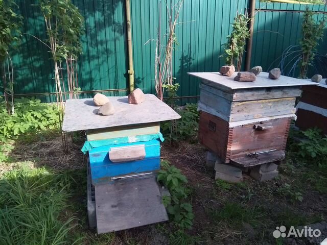 Продаю семью пчел