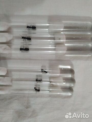 Camponotus vagus, messor structor