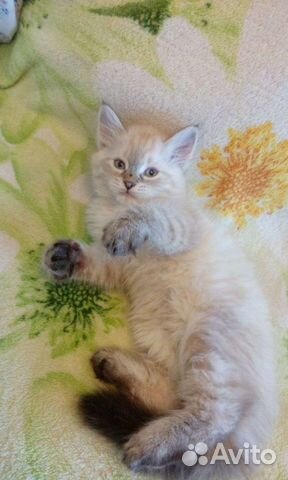 Невские маскарадные котики