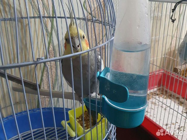 Попугай корелла с клеткой