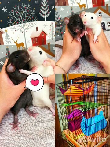 Крыса дамбо с клеткой, Крысята, окрасы разные