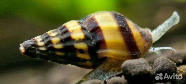 Улитка Хелена