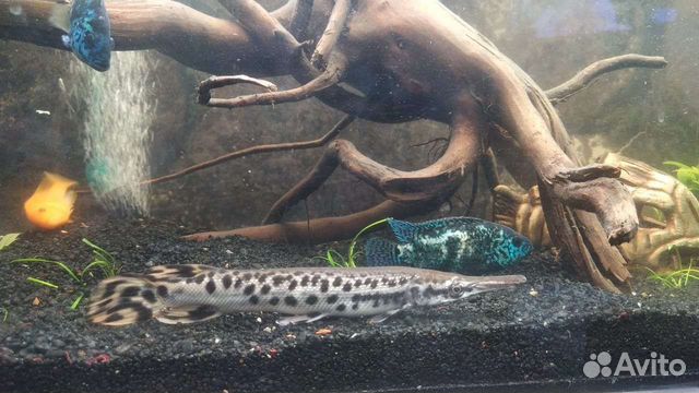 Панцирная щука