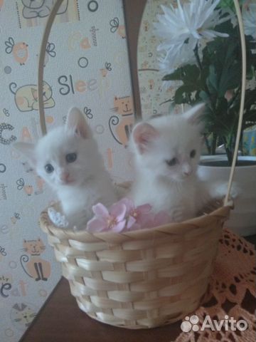 Котята в добрые руки даром.Белое пушистое счастье