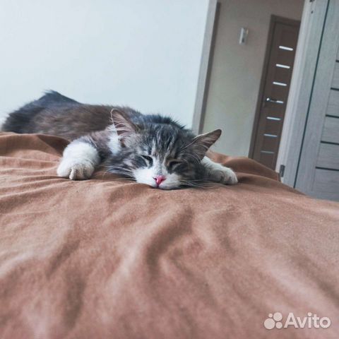 Очень добрый котик