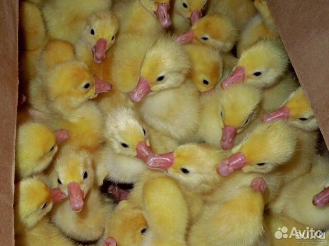 Гусята линда