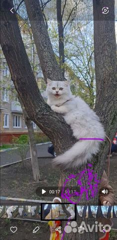 Шотландский хайденд страйт