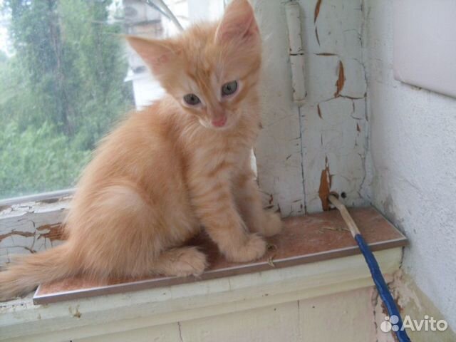 Рыжий котенок мальчик