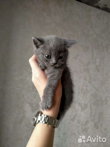 Котята Шотландцы