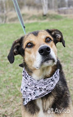 Стелла в поисках дома