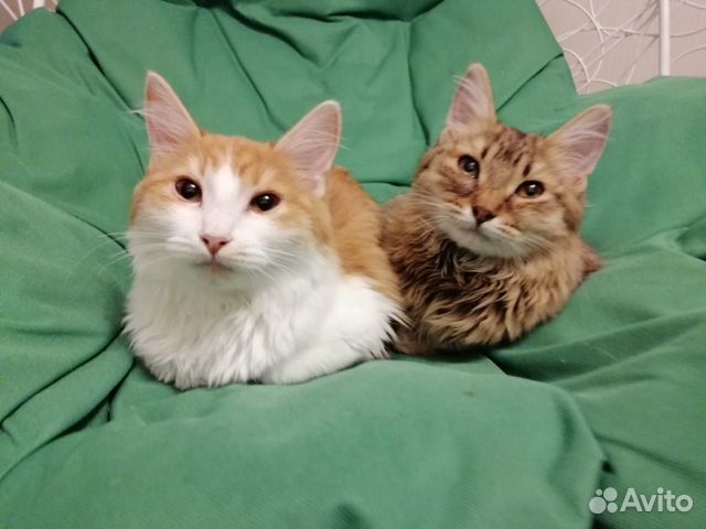 Котенок мальчик Саймон 4 мес ищет дом