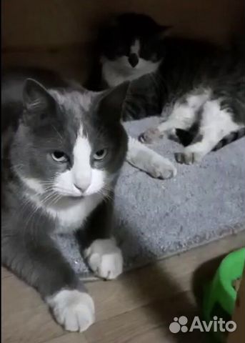 Выкинули домашних котиков