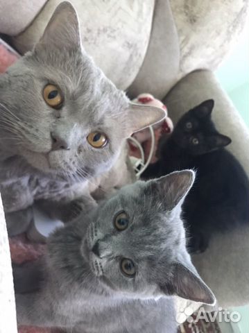 Британские котята
