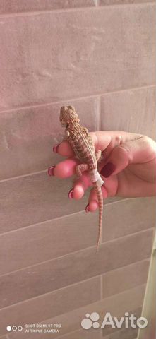 Бородатые агамы гиппо и гипполизербеки