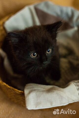 Прелестный котенок Мартин