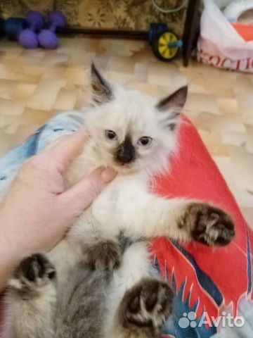 Котенок в дар