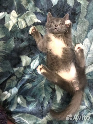 Котенок хулиган