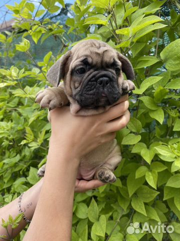 Французский бульдог