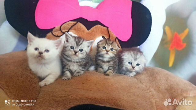 Шотландские котята с документами