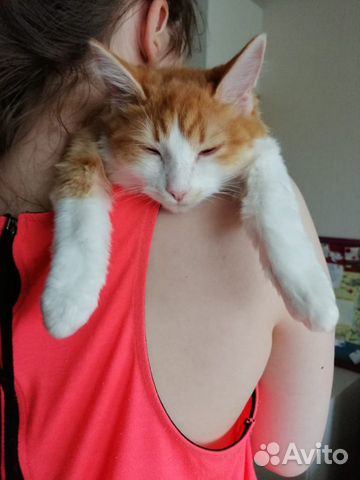 Котенок Саймон 4 мес ищет дом