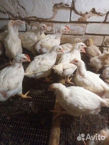 Куры бройлеры подрощенные