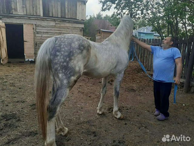 Лошадь