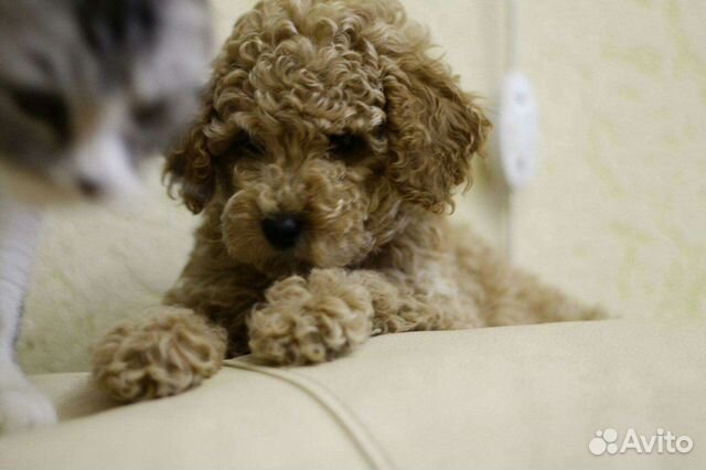 Пудель мальченка 2 месяца