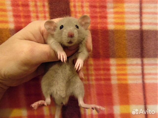 Крысы, крысята - супер окрасы - питомник, клетки