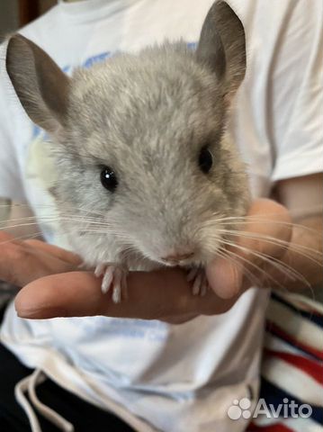 Шиншиллы девочки белый Вильсон мозаика