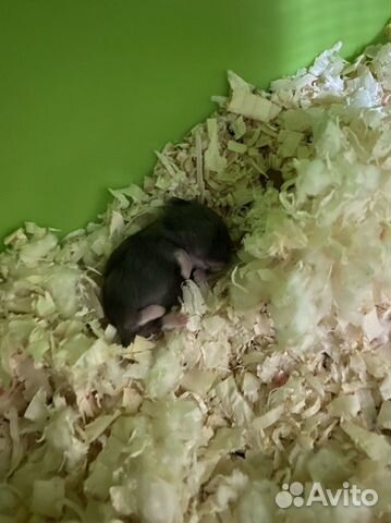 Хомяк кэмпбелла