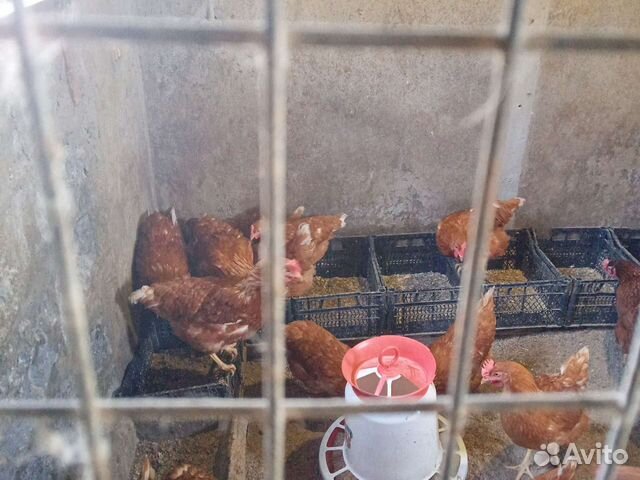 Куры молодки несушки