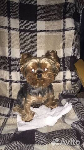 Йоркширский терьер потерялась