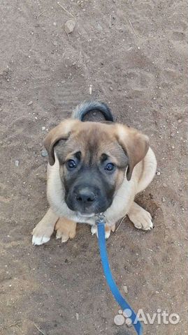 Щенок кане корсо