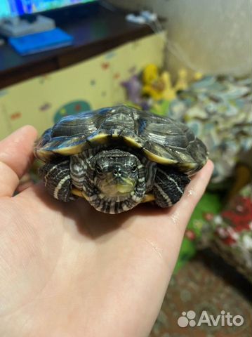 Красноухая черепаха с аквариумом
