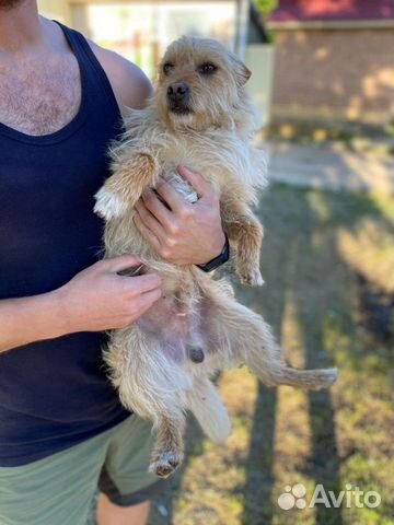 Ищет дом мелкий пёсик Персик