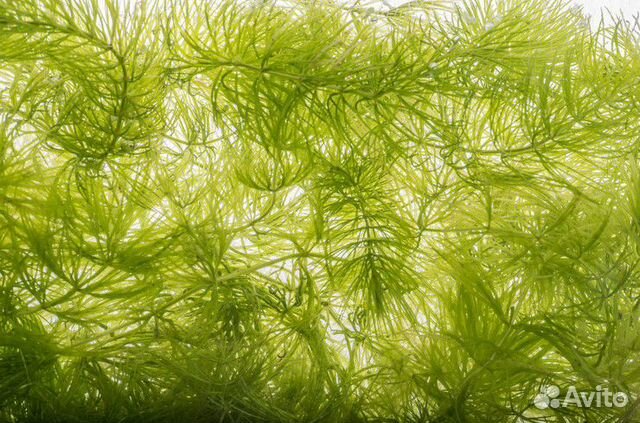 Аквариумные растения прополка бесплатно