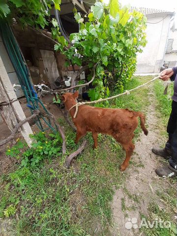 Продам тёлочку